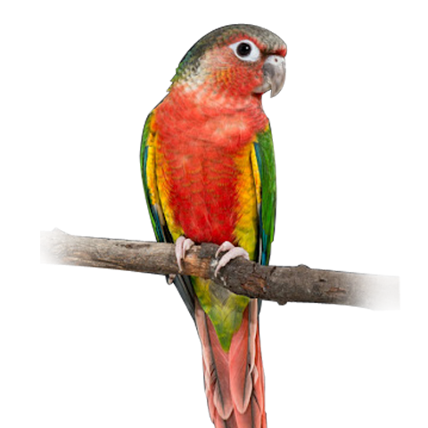 Pineapple parrot store